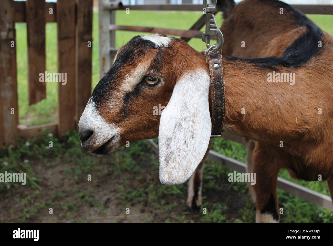 Long eared goat hi-res stock photography and images - Alamy