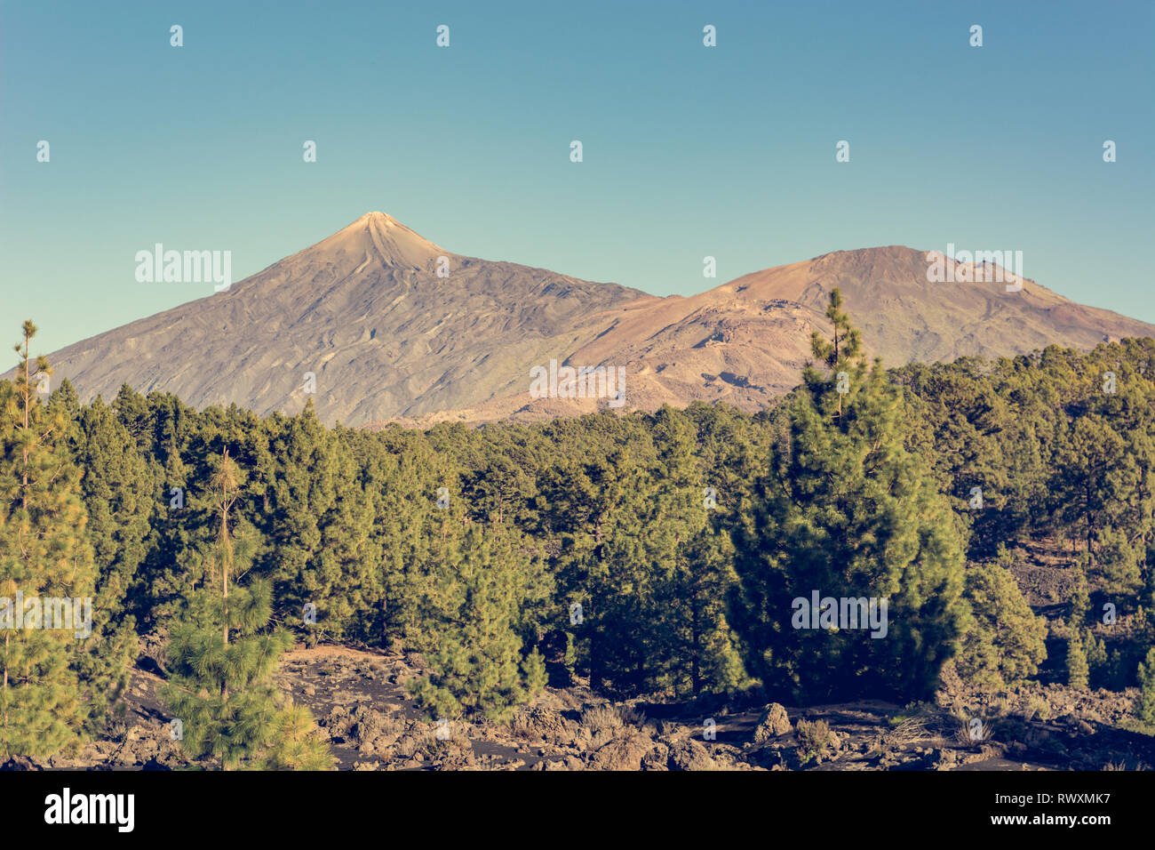 Volcano mountain raising in a distance above pine forest Stock Photo ...