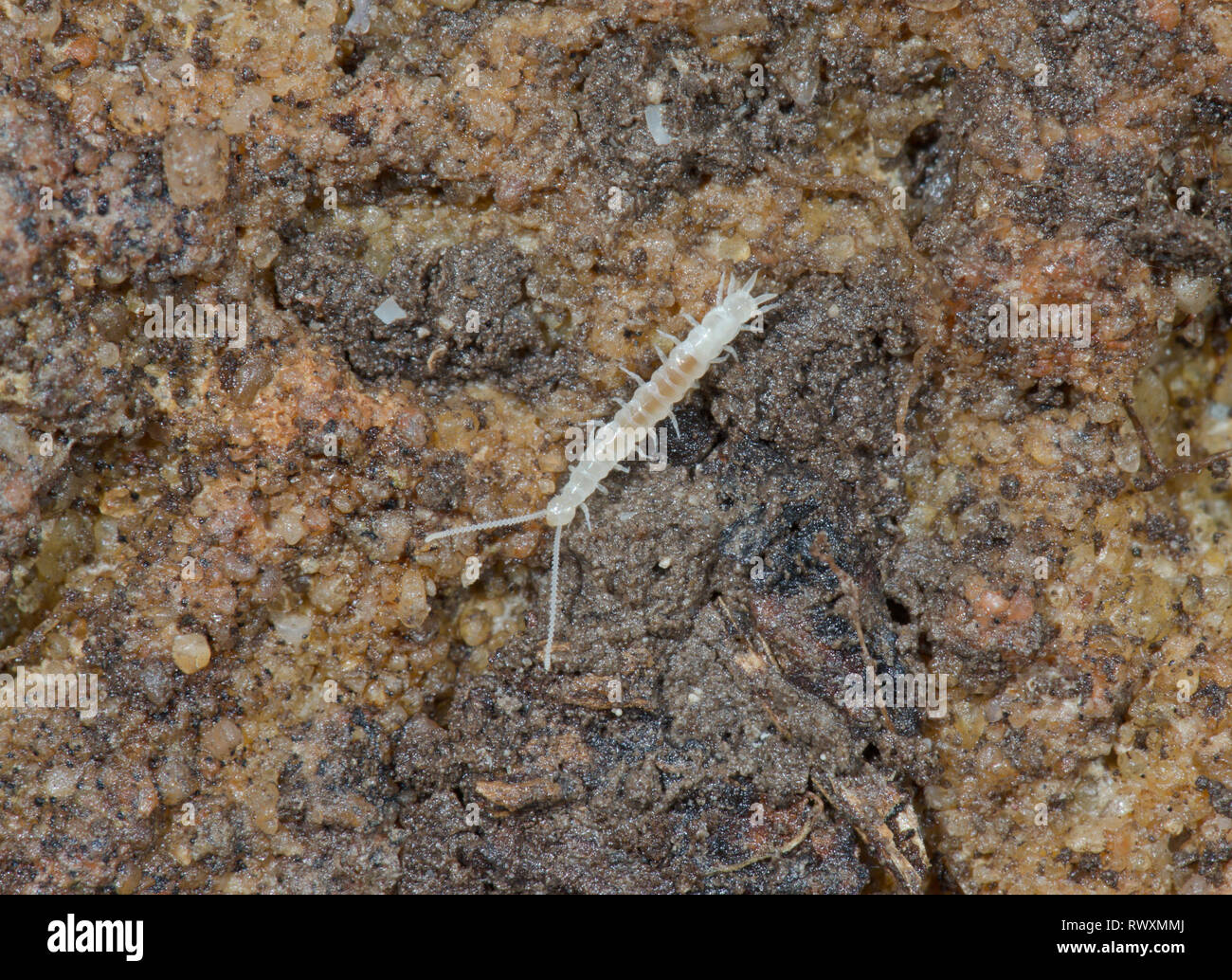 Symphylid Symphylan (CEPHALOSTIGMATA) Scutigerellidae. Sussex, UK Stock ...