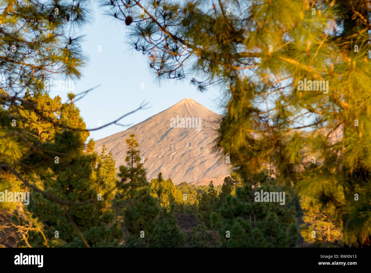 Volcano mountain raising in a distance above pine forest Stock Photo ...