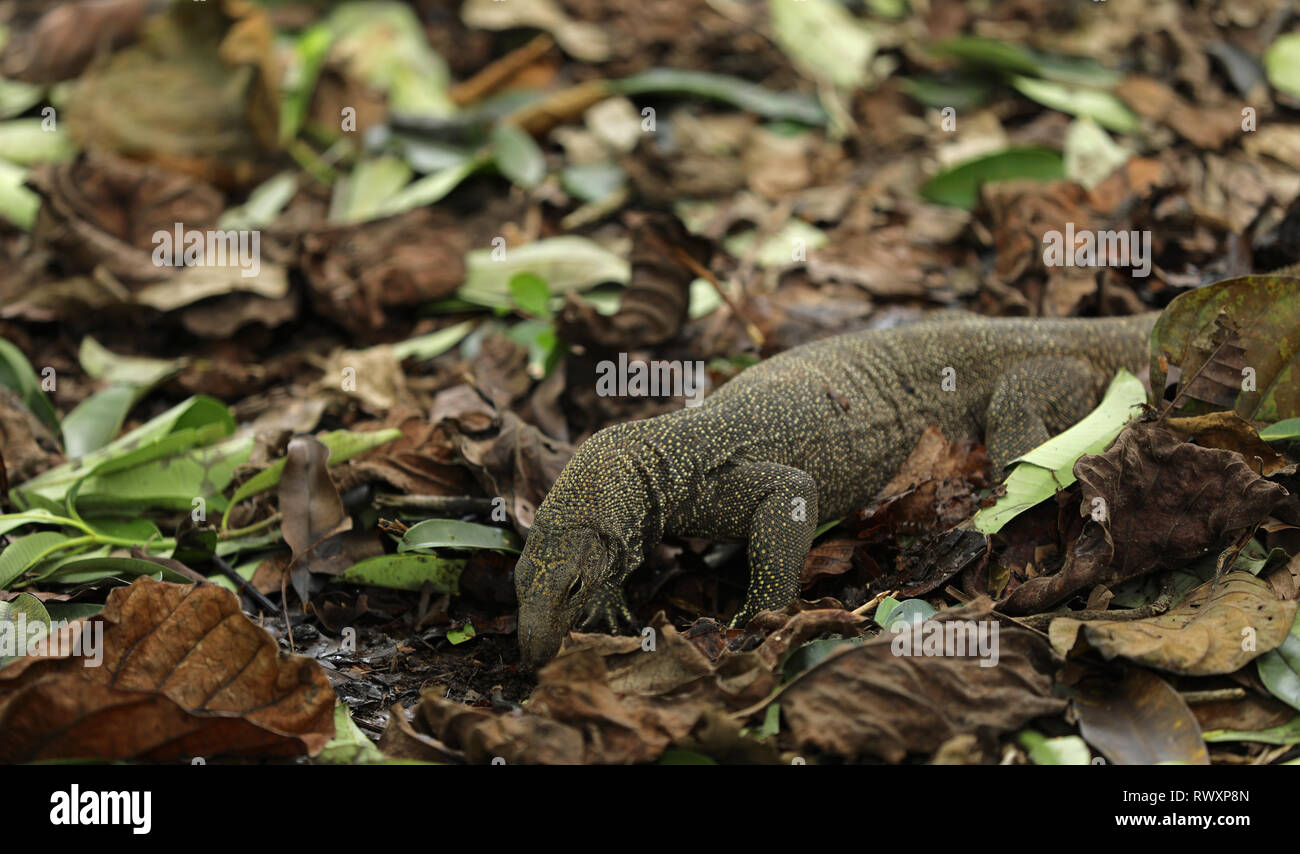 Lizard in Singapore Asia Stock Photo - Alamy