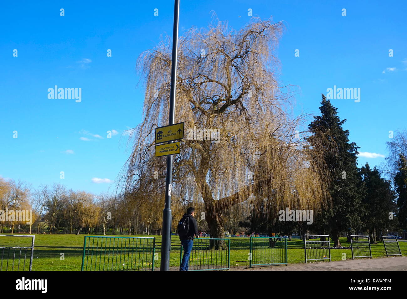 Beautiful tree in Harrow, London, United Kingdom Stock Photo - Alamy