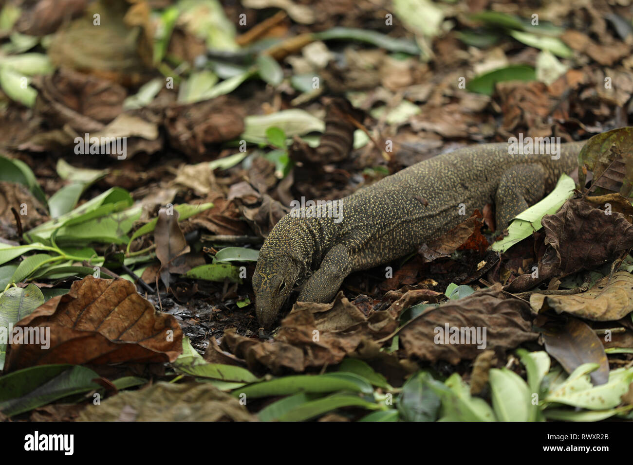 Lizard in Singapore Asia Stock Photo - Alamy