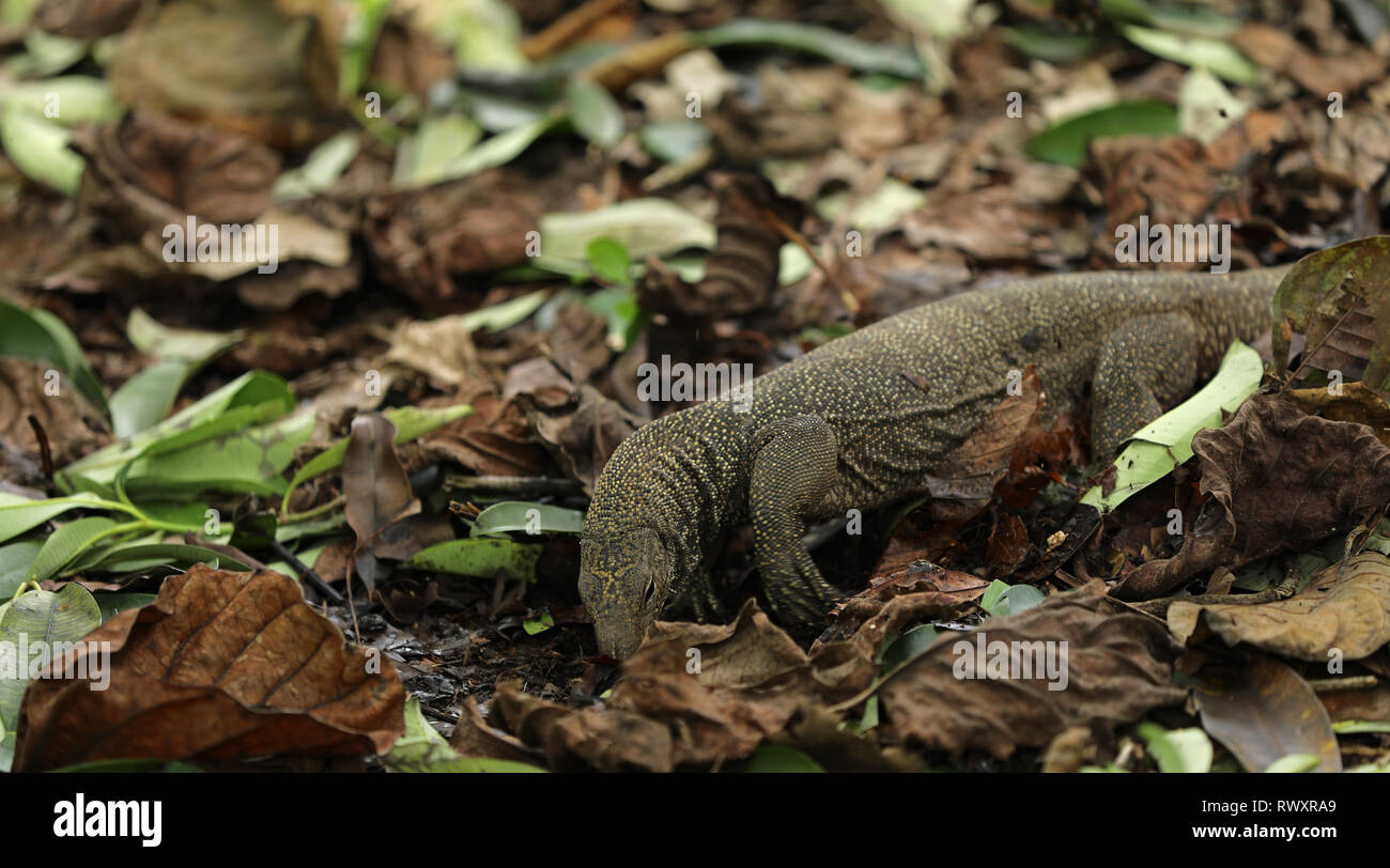 Lizard in Singapore Asia Stock Photo - Alamy