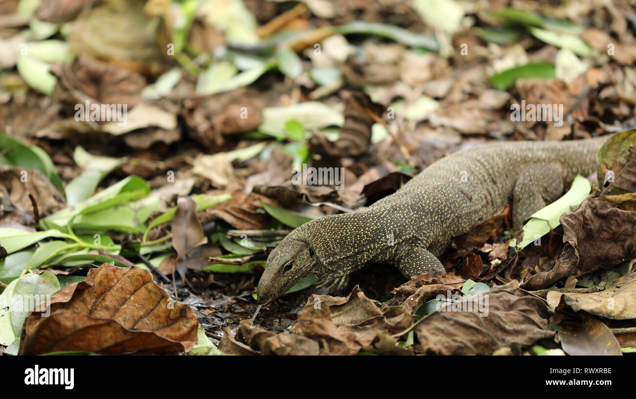 Lizard in Singapore Asia Stock Photo - Alamy