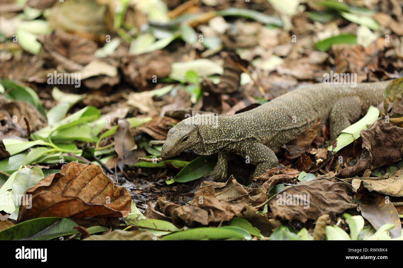 Lizard in Singapore Asia Stock Photo - Alamy