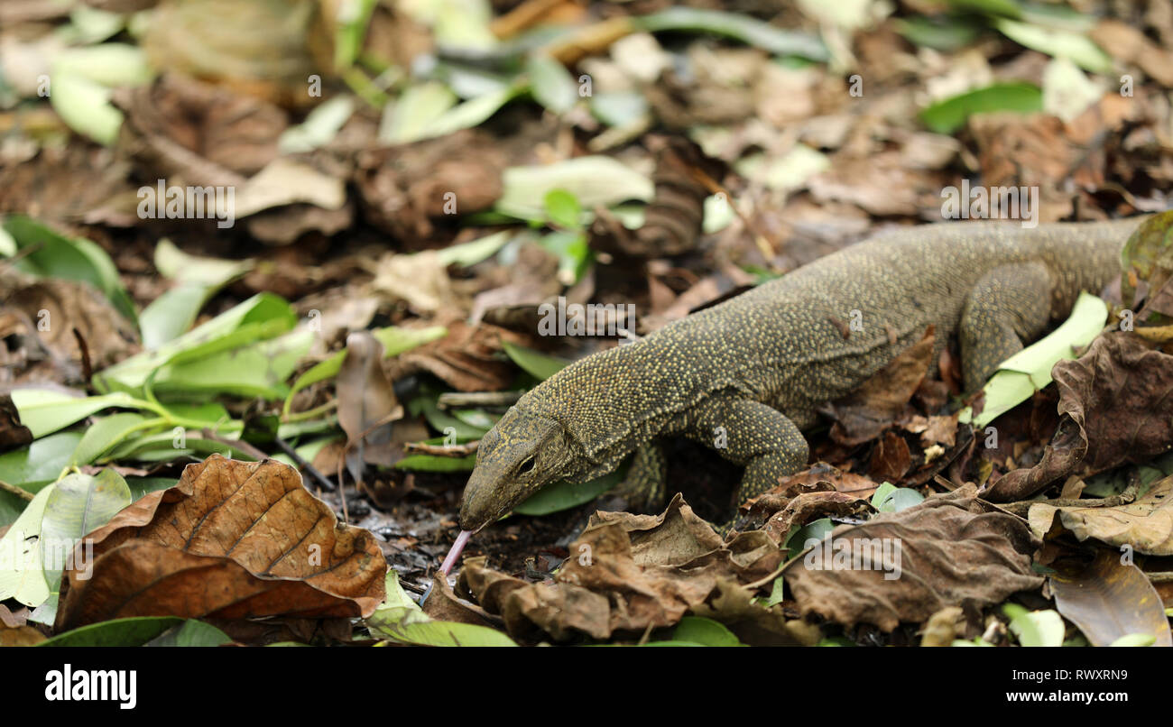 Lizard in Singapore Asia Stock Photo - Alamy