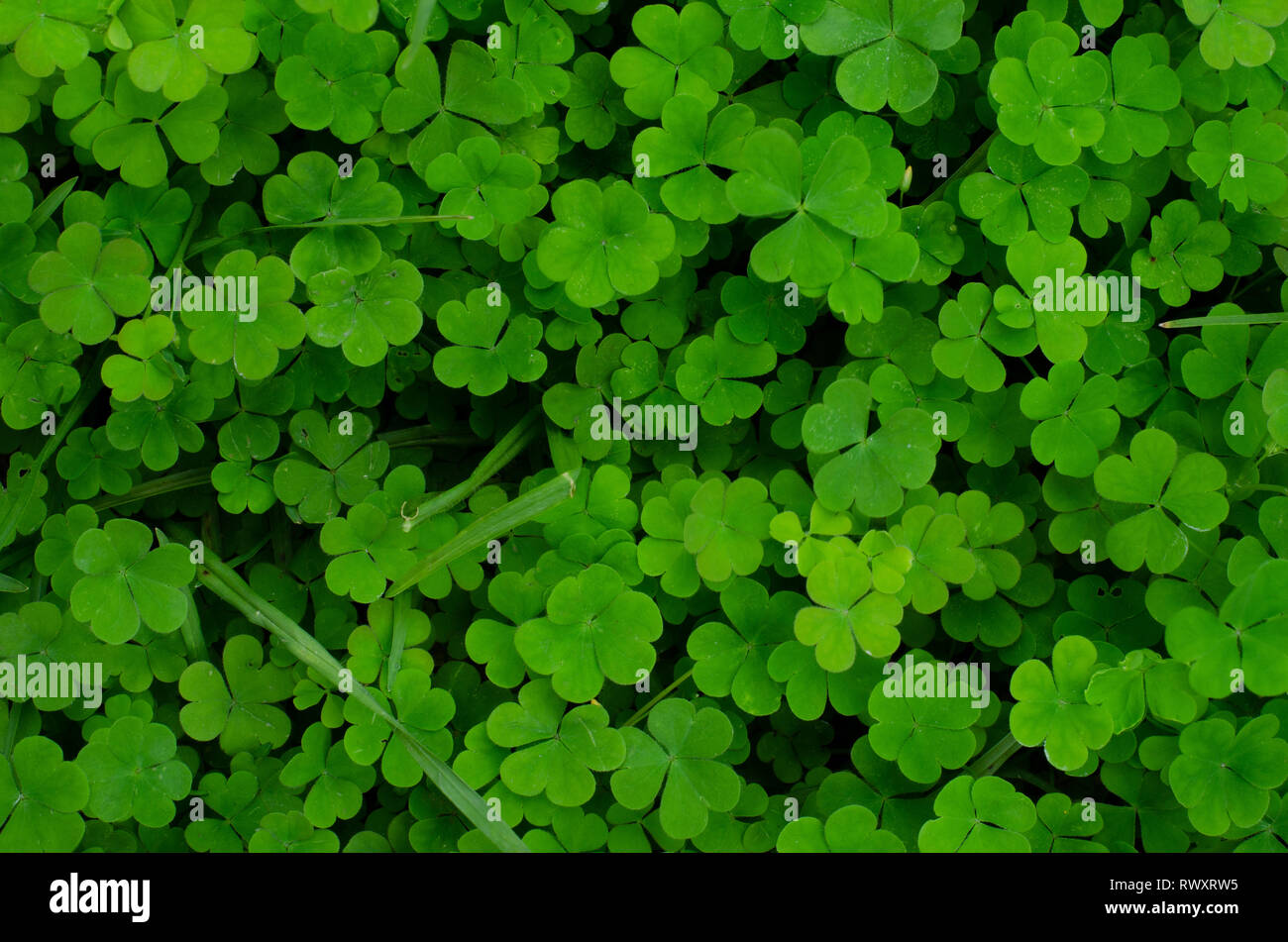 Lush green field abundant hi-res stock photography and images - Alamy