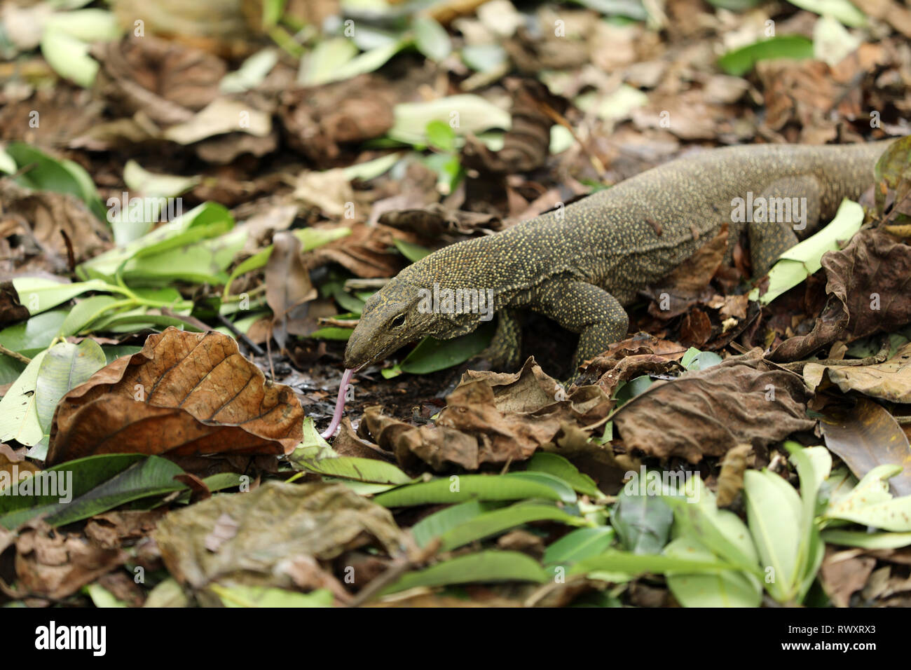 Lizard in Singapore Asia Stock Photo - Alamy