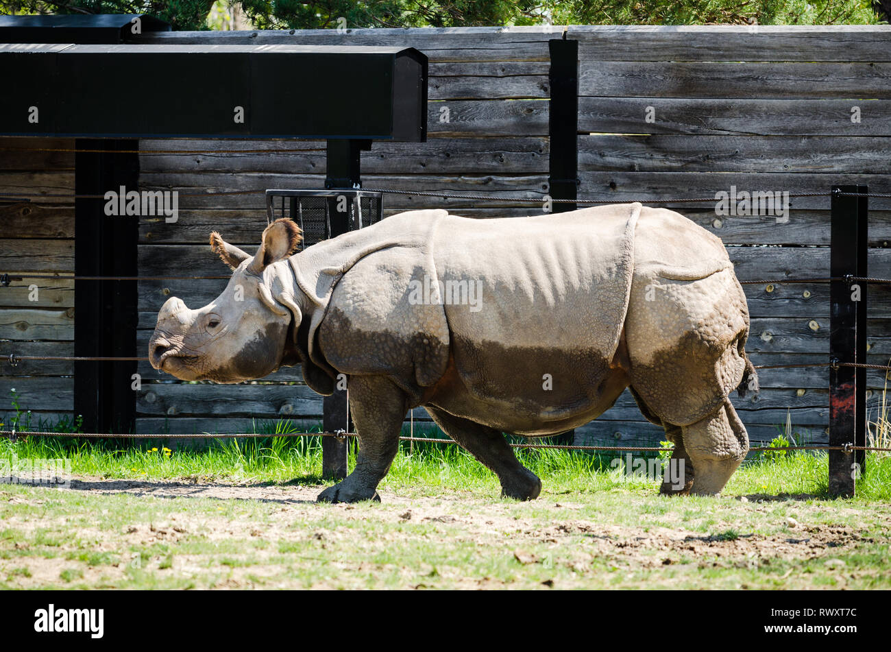 One horned rhinoceros hi-res stock photography and images - Alamy