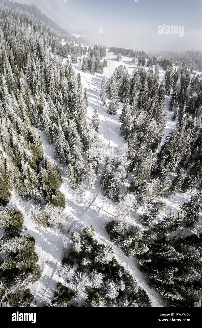 Winter snow laden trees in the Swiss Alps. A snowy forest landscape in ...