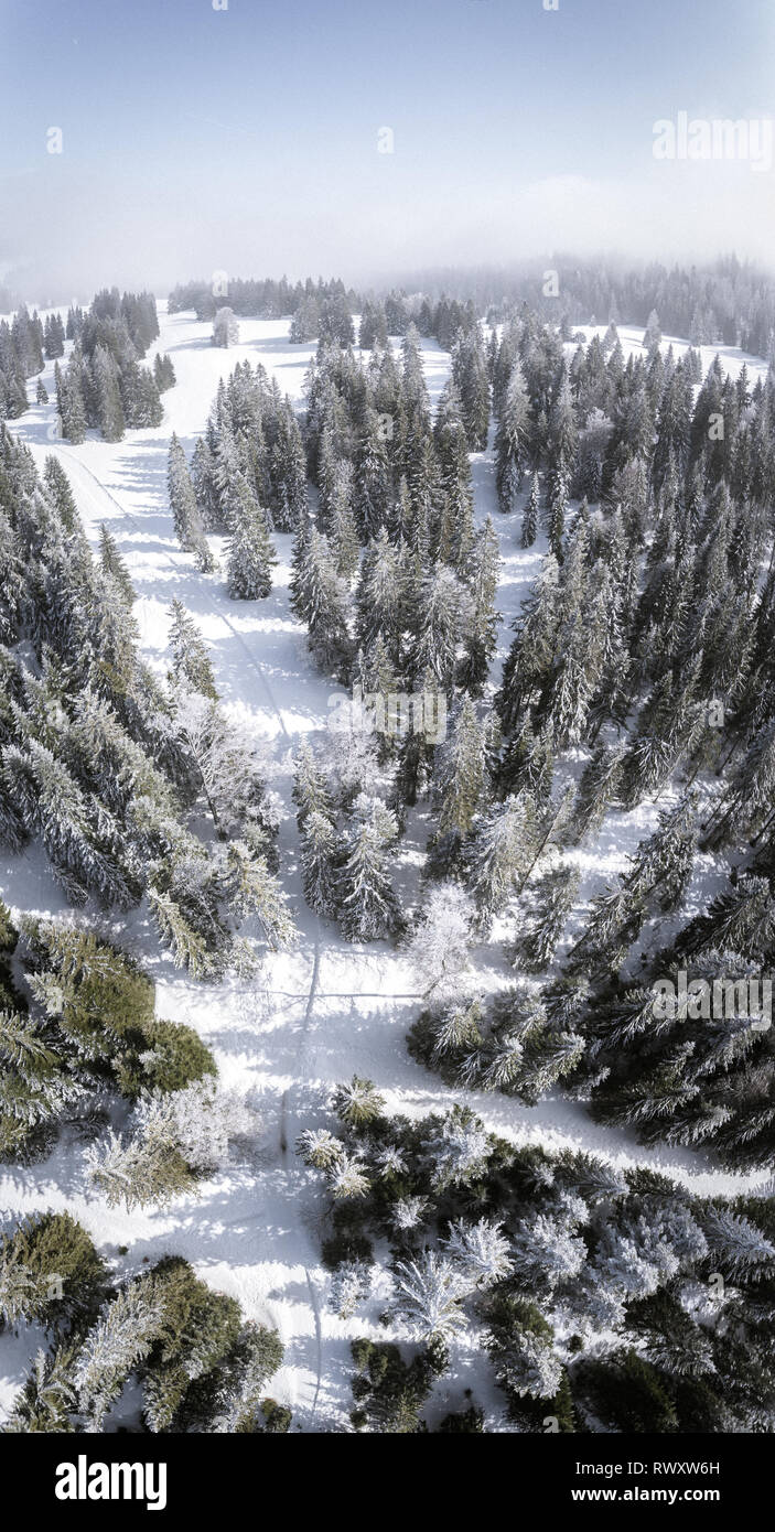 Winter snow laden trees in the Swiss Alps. A snowy forest landscape in ...