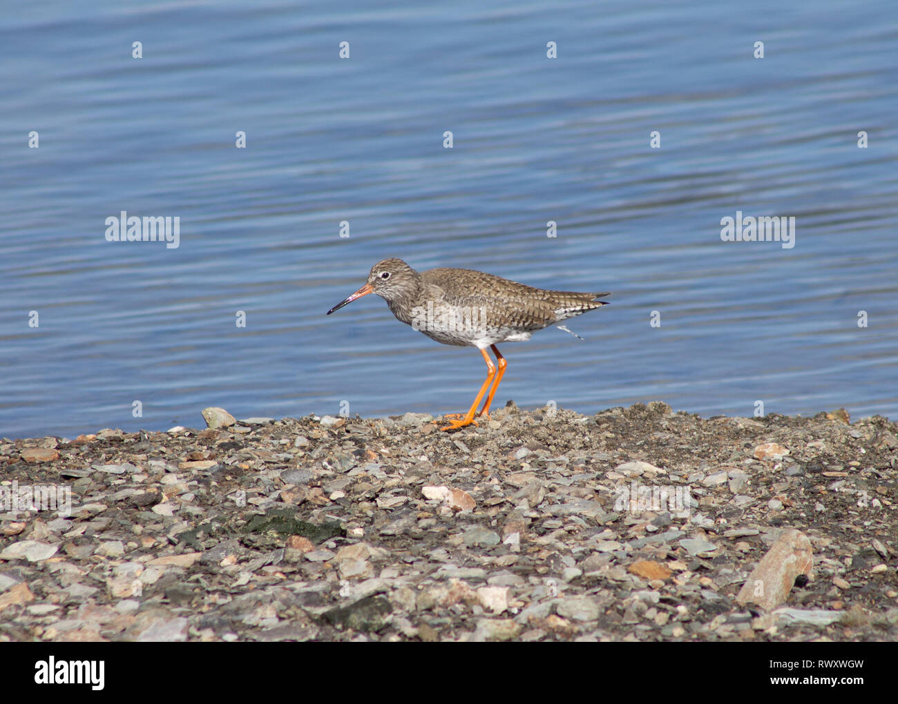 redshank tringa totanus feeding in shallow water Stock Photo - Alamy