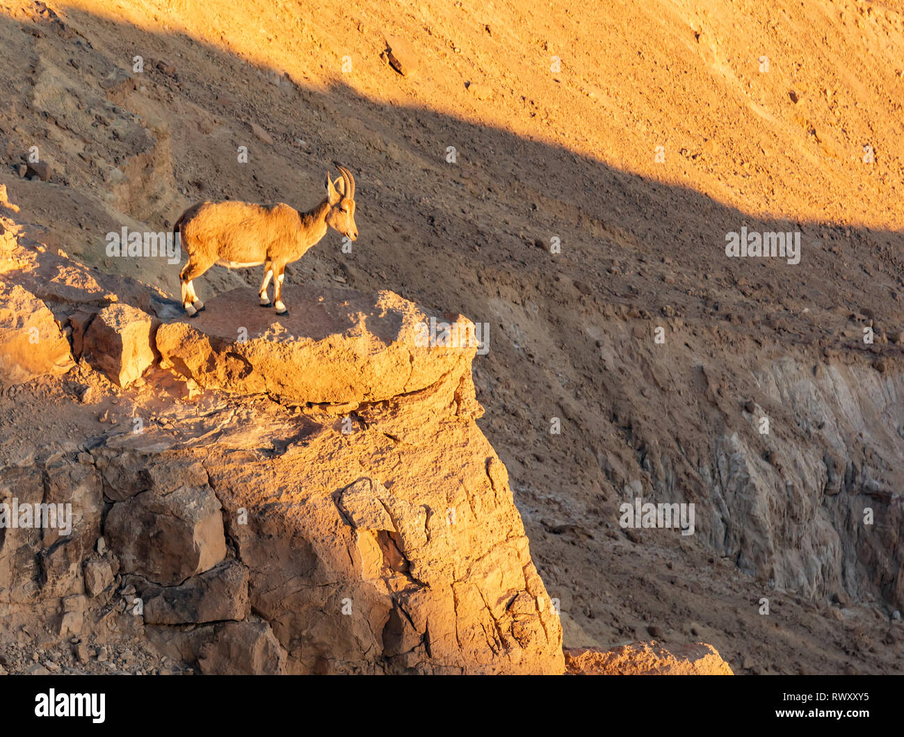 A young ibex standing on a cliff and soaking in the last rays of the ...