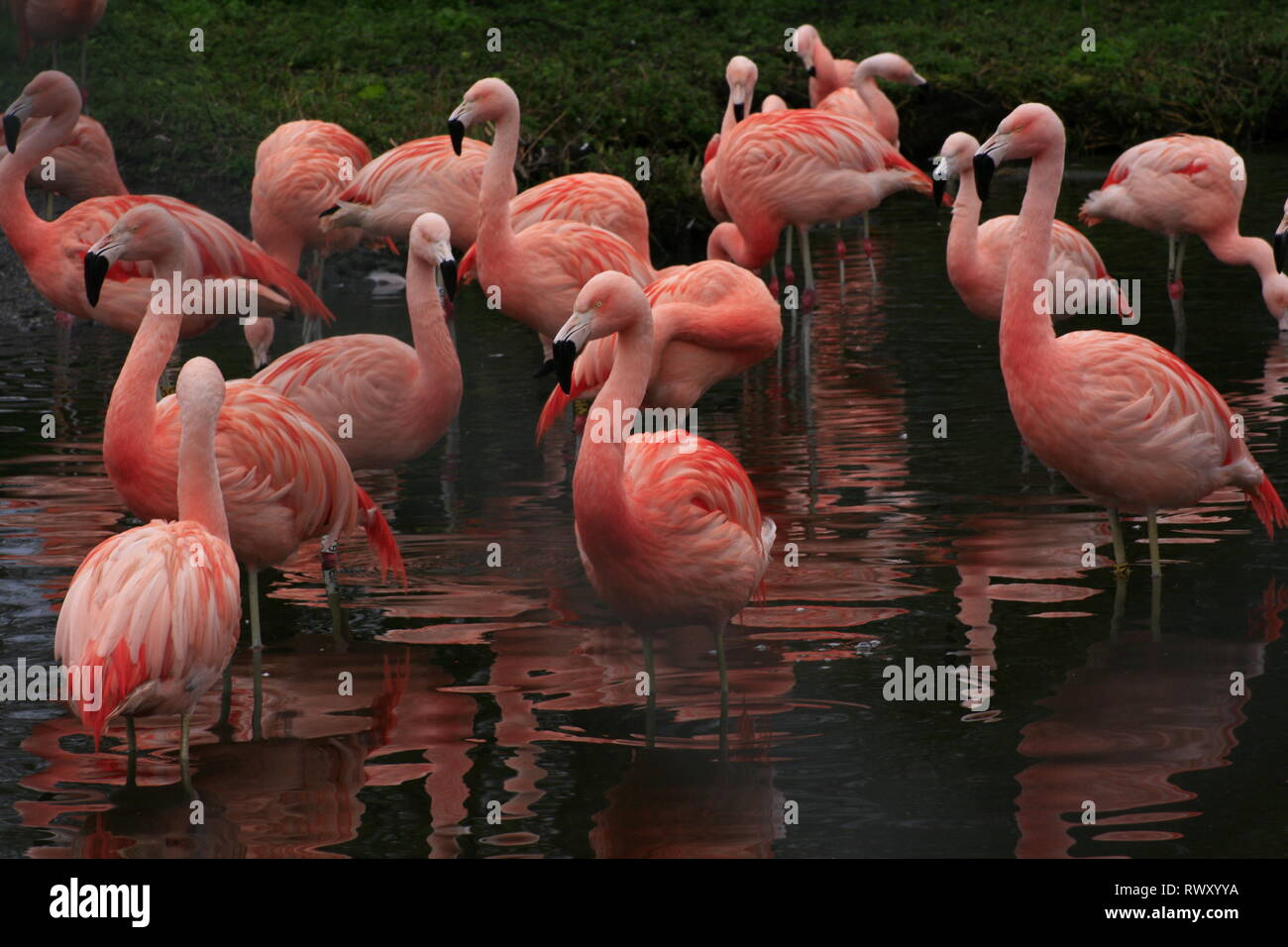 Real flamingos hi-res stock photography and images - Alamy