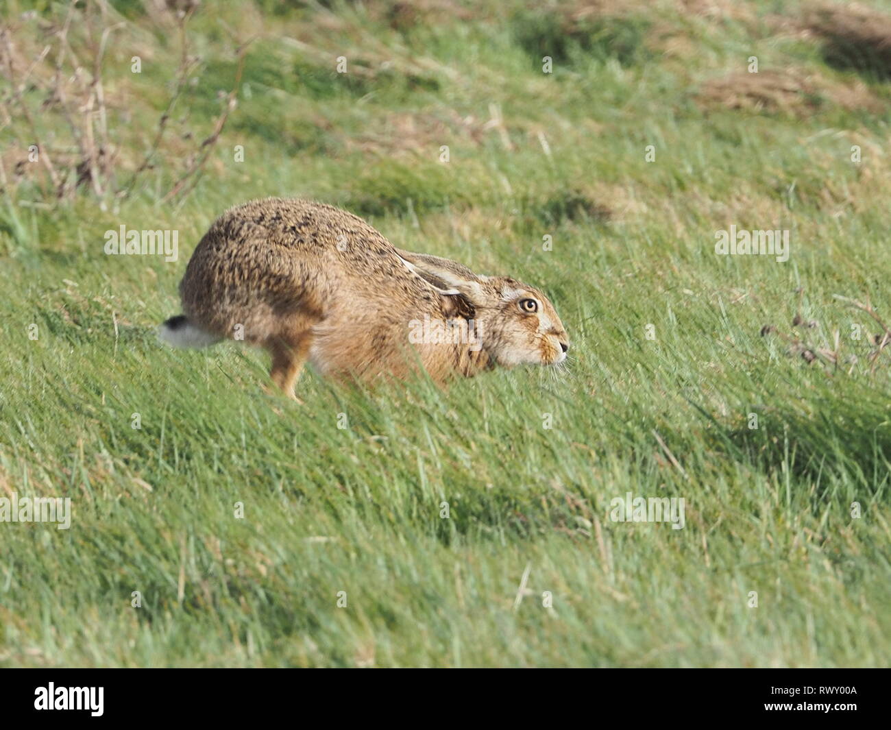 Elmley, Kent, UK. 7th March, 2019. UK Weather: a March hare on a cloudy ...