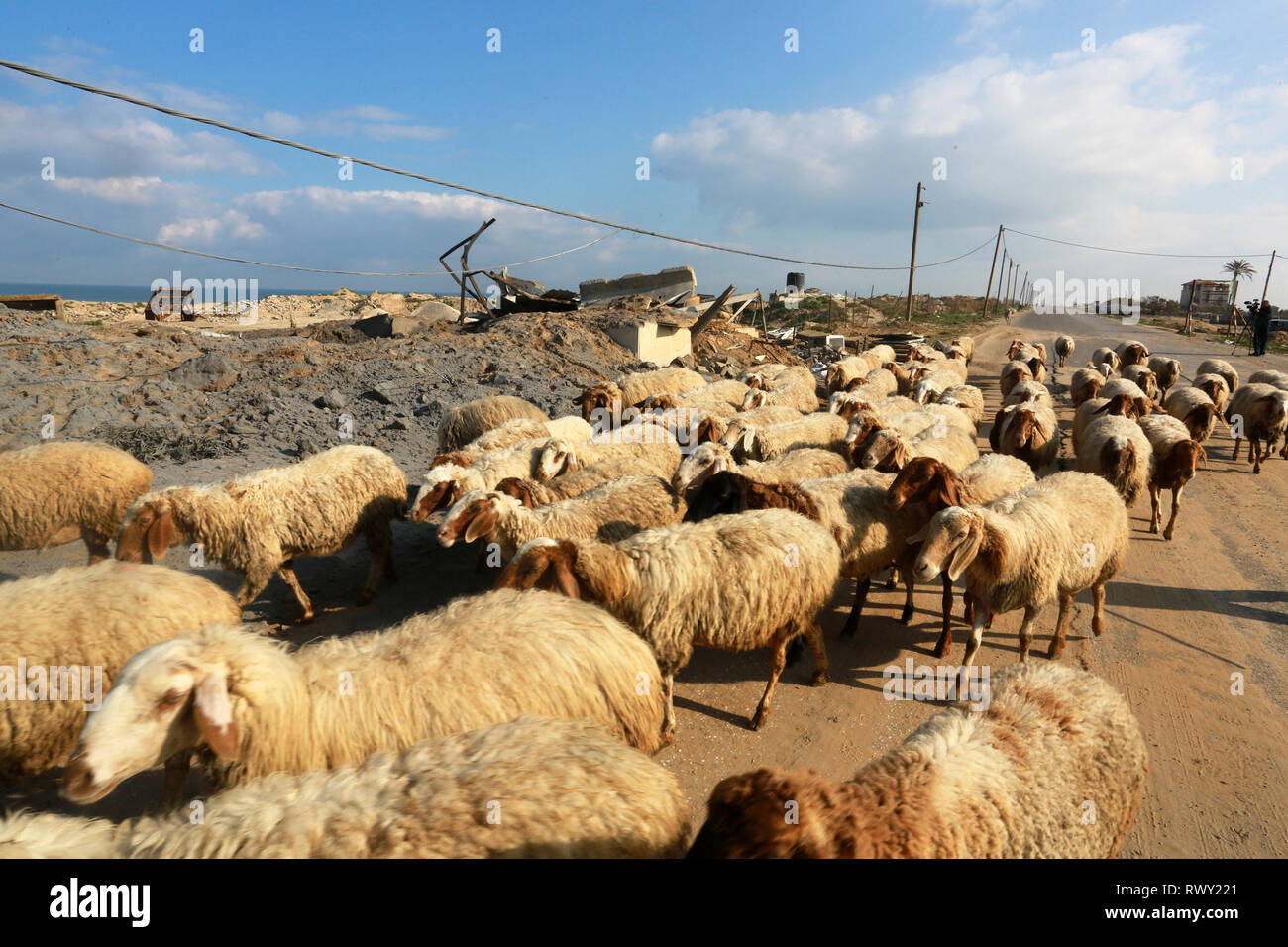 Sheep in any position hi-res stock photography and images - Alamy