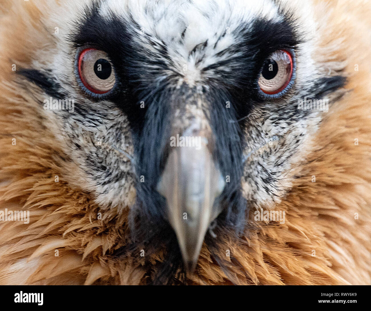Berlin, Germany. 07th Mar, 2019. A bearded vulture sits in his ...