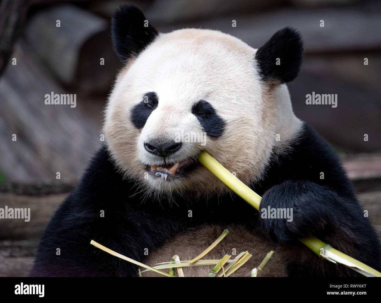 Berlin, Germany. 07th Mar, 2019. Panda male Jiao Qing eats bamboo in ...