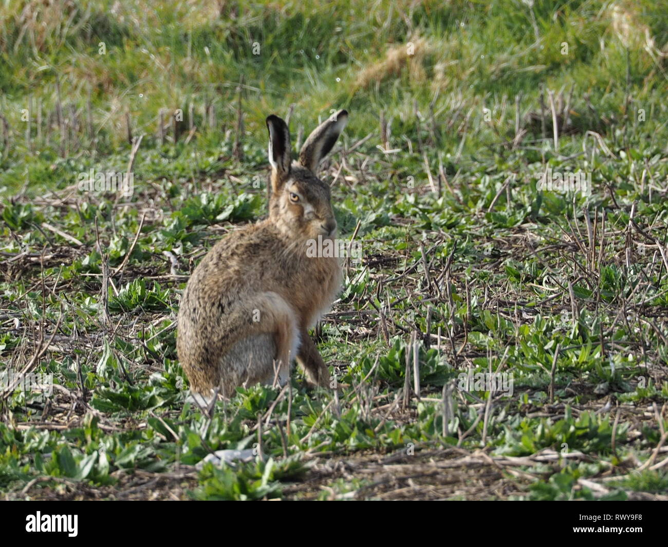 March hare hi-res stock photography and images - Alamy