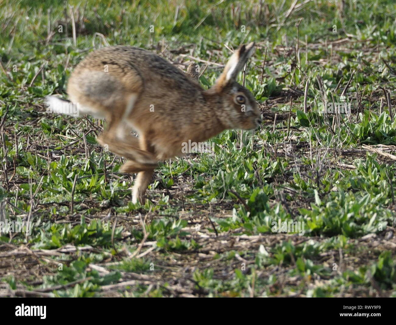 March hare hi-res stock photography and images - Alamy