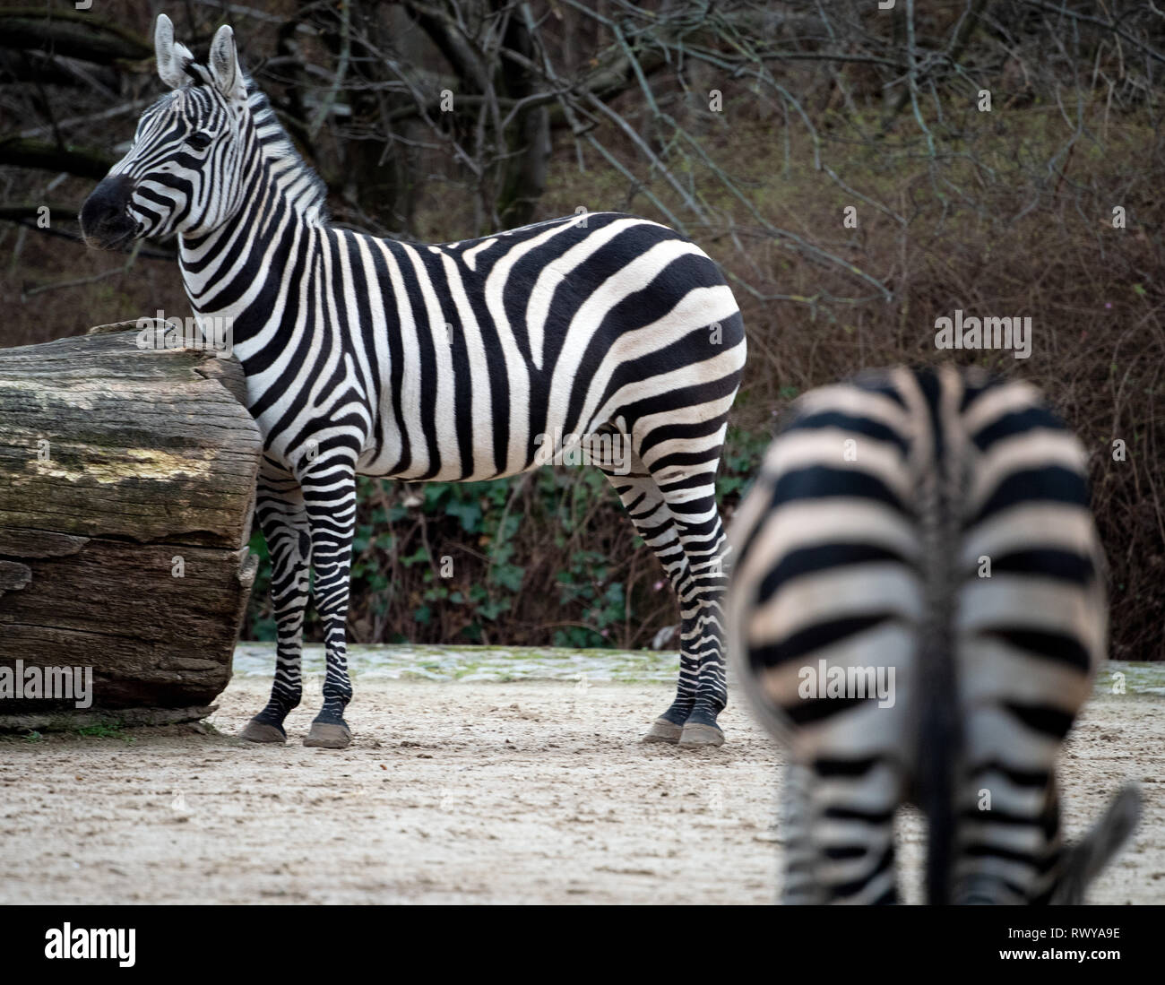 Berlin zoo zebra hi-res stock photography and images - Alamy
