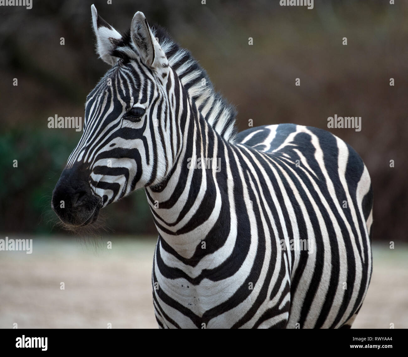 Berlin zoo zebra hi-res stock photography and images - Alamy