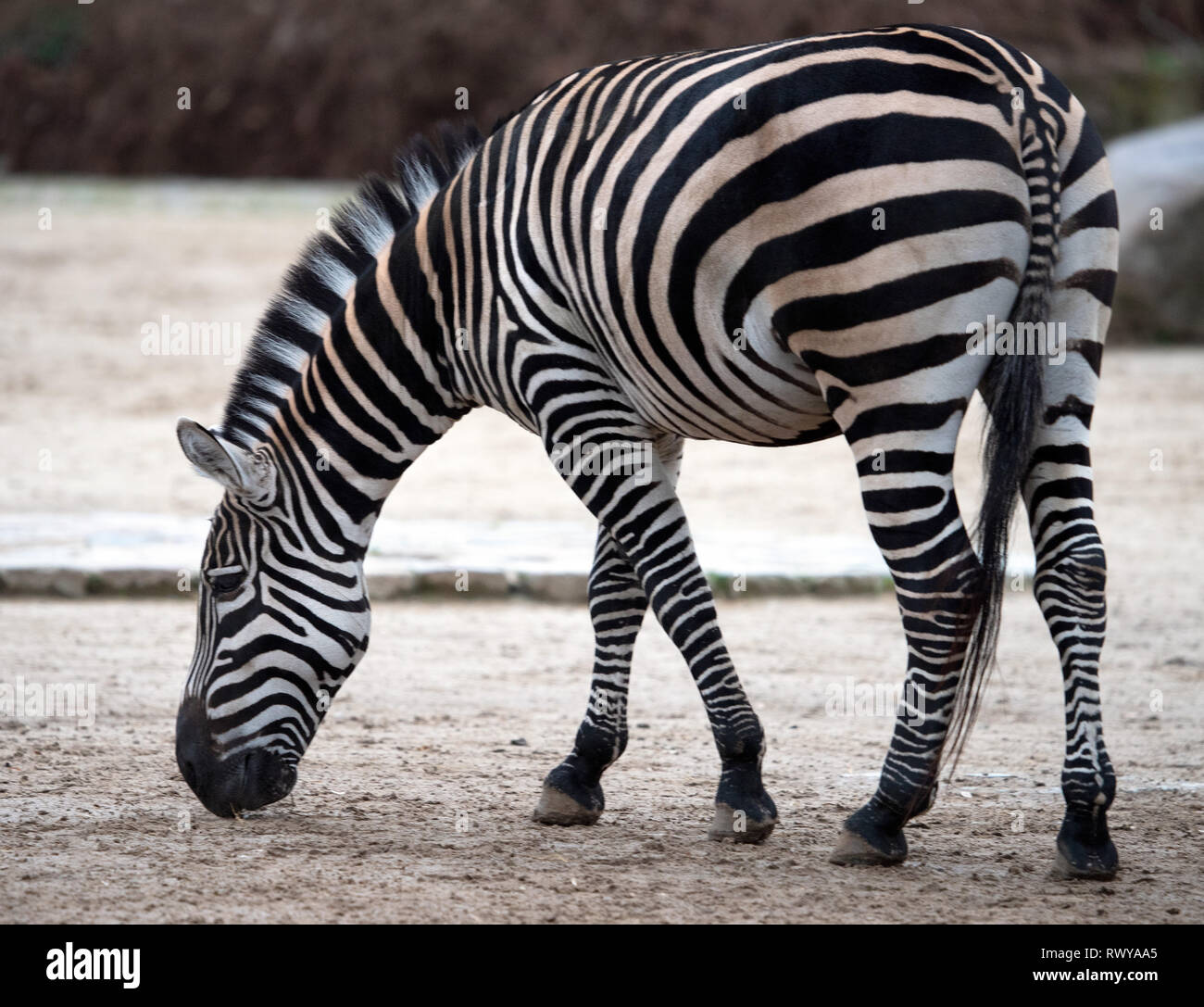 Berlin zoo zebra hi-res stock photography and images - Alamy