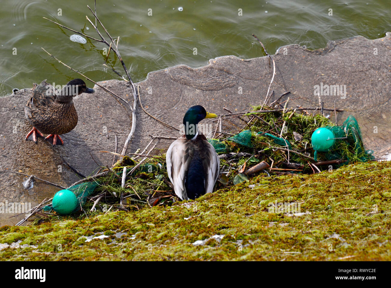 Dump ducks hi-res stock photography and images - Alamy