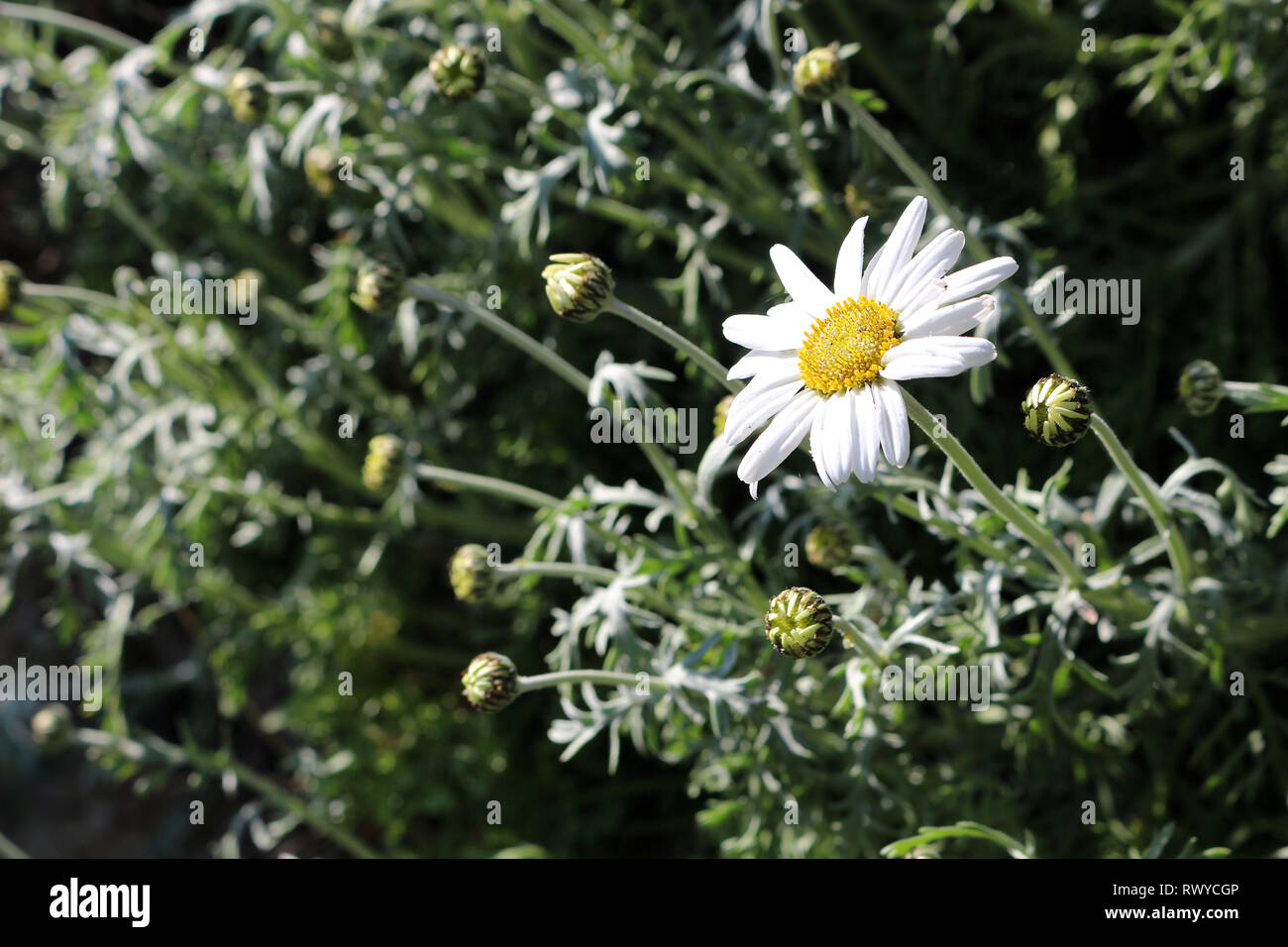 Big Daisy High Resolution Stock Photography and Images - Alamy