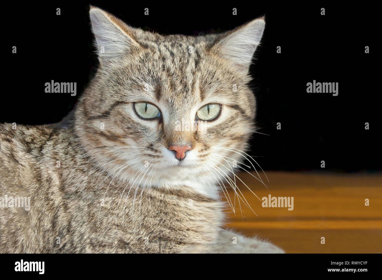 Tabby male cat looking into the lens. Portrait of Tabby cat on black ...