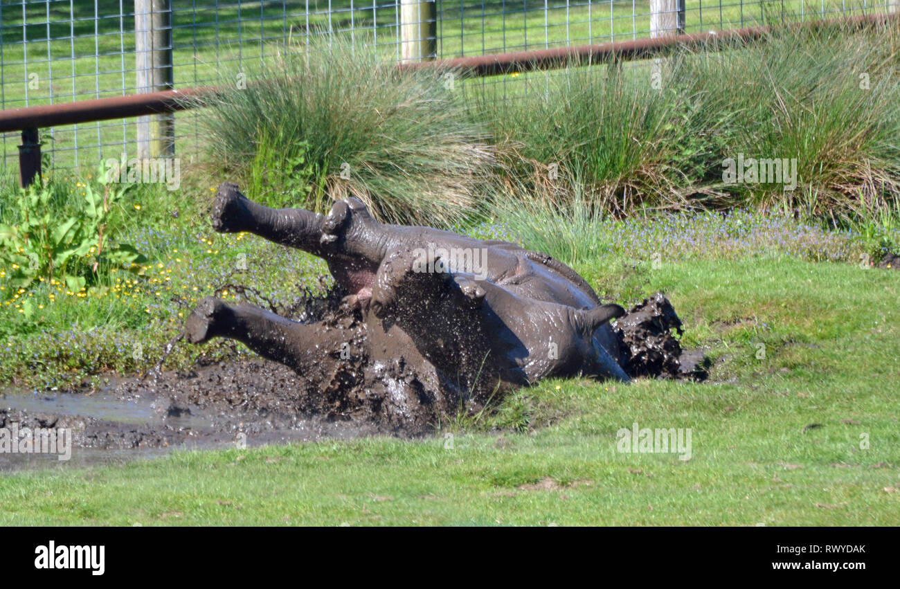 What with wallowing in mud most day hi-res stock photography and images ...