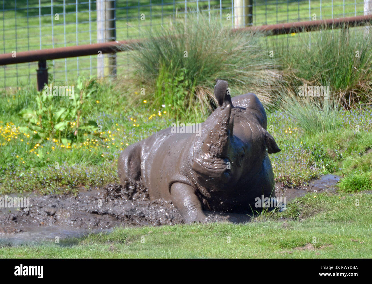 White Rhino wallowing in the mud at Africa Alive Wild Animal Park ...