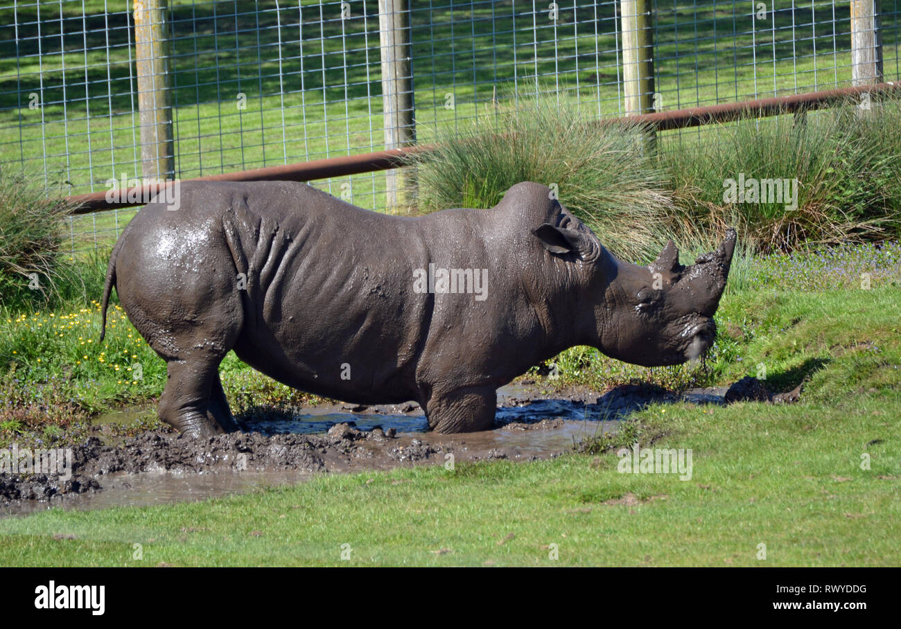 White rhinoceros mud wallow hi-res stock photography and images - Alamy