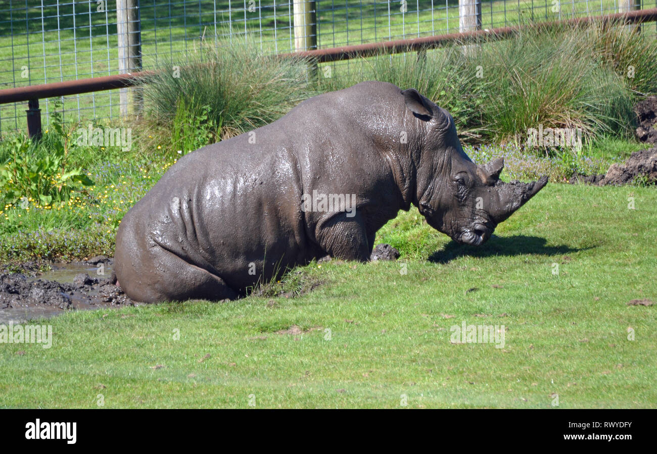 White rhinoceros mud wallow hi-res stock photography and images - Alamy