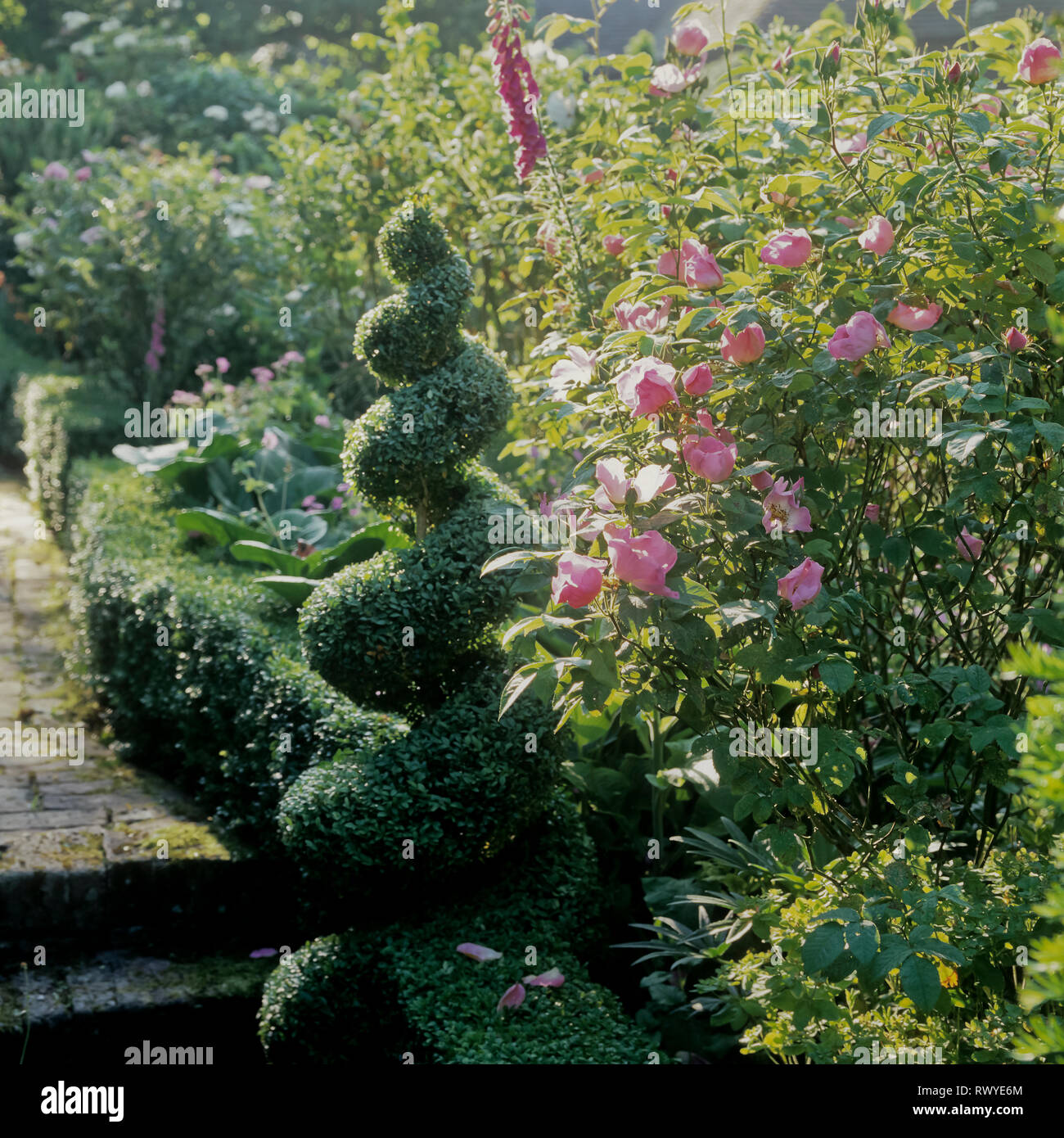 Tree clipped green country hi-res stock photography and images - Alamy