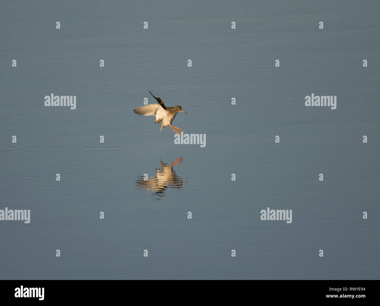 common redshank, Tringa totanus, landing in calm water, adult bird ...