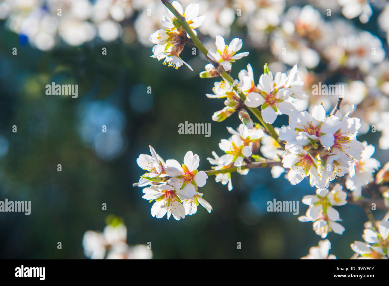 Arbol almendro hi-res stock photography and images - Alamy