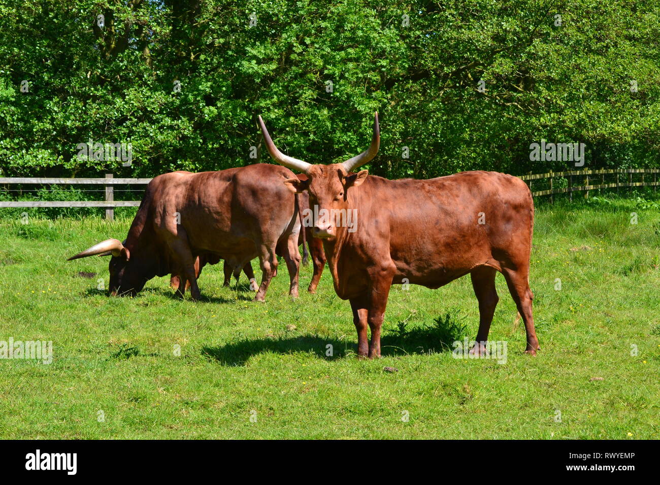 Ankole Cattle, Horned Cattle at Africa Alive, Wild Animal Park ...