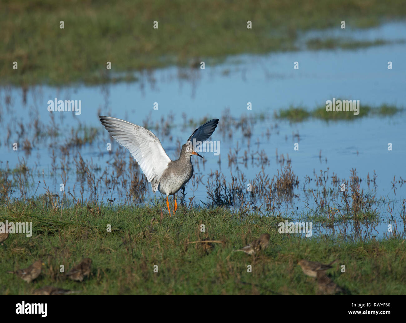 Morecambe lancashire england birds on hi-res stock photography and ...