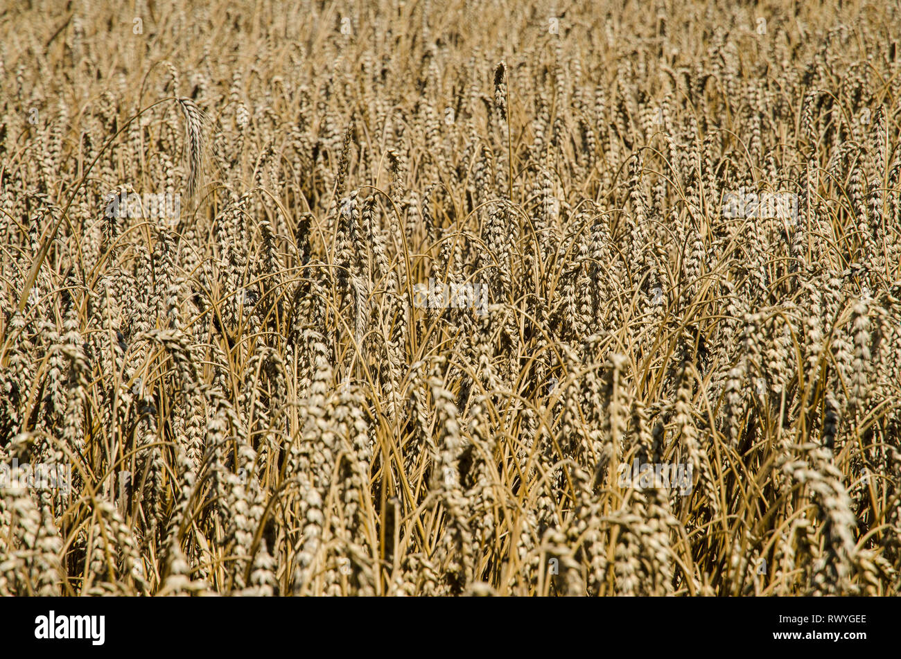 Cereal rye field hi-res stock photography and images - Alamy