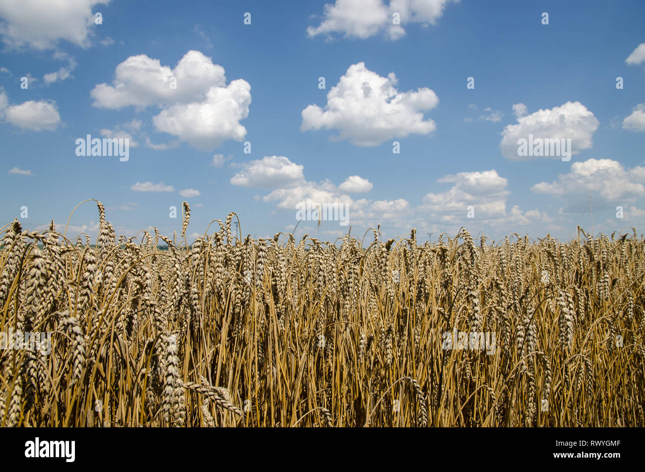 yellow rye field image background Stock Photo - Alamy