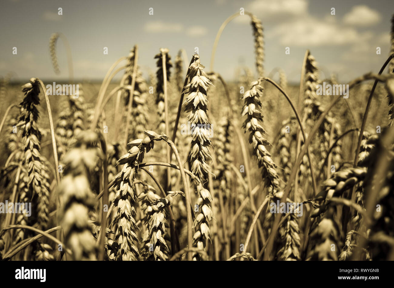 yellow rye field image background Stock Photo - Alamy
