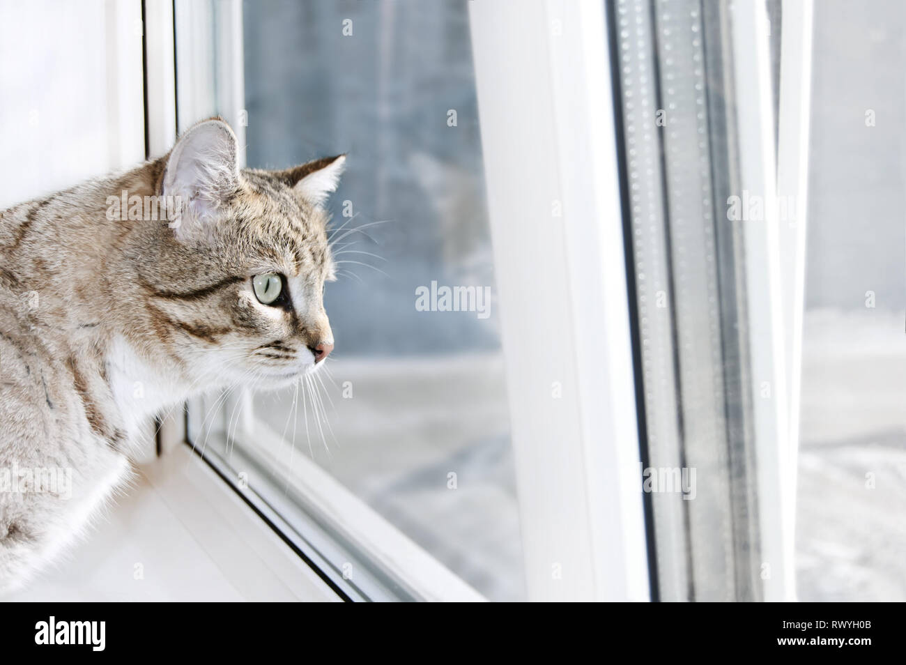 Tabby male cat looks out the window with interest. Portrait of Tabby ...