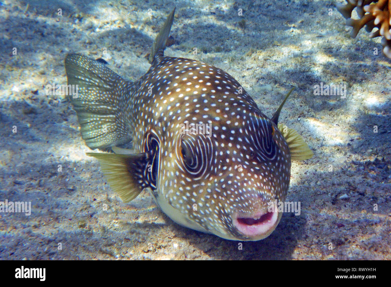 A Pufferfish in the red sea Stock Photo - Alamy