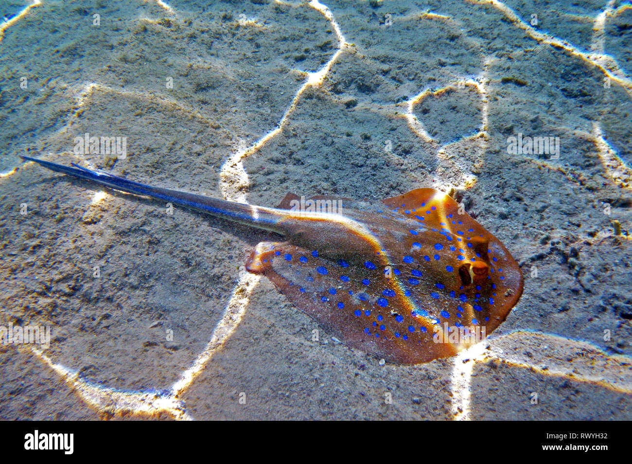 A Blue spotted stingray fish in Egypt Stock Photo - Alamy