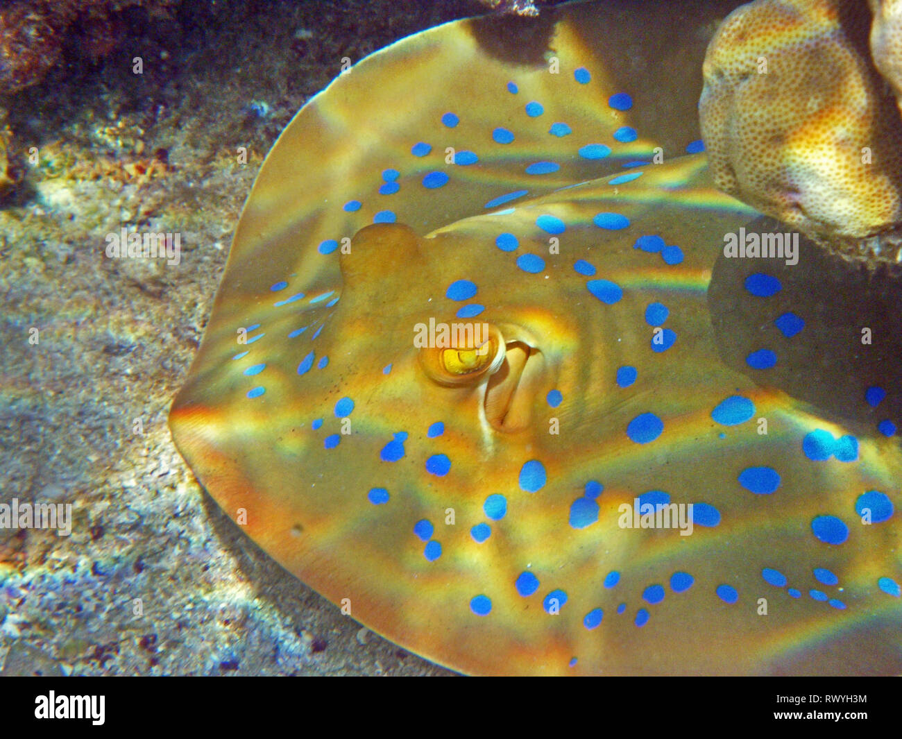 A Blue spotted stingray fish in Egypt Stock Photo - Alamy