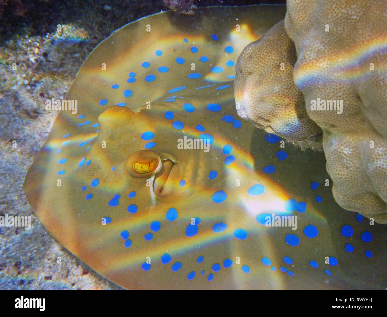 A Blue spotted stingray fish in Egypt Stock Photo - Alamy