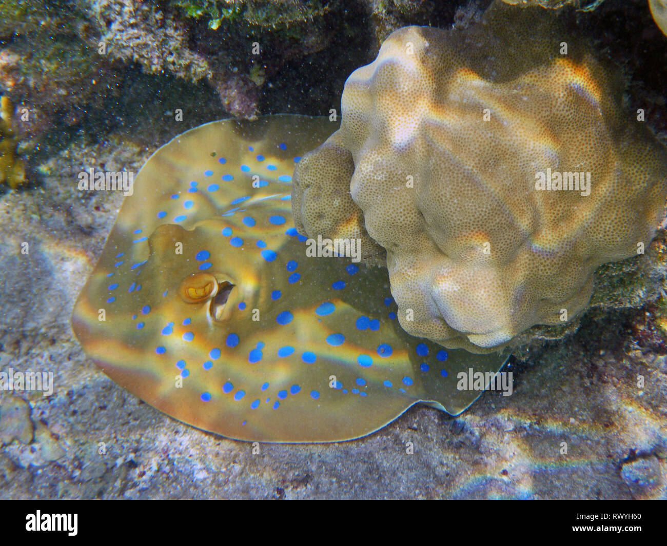 A Blue spotted stingray fish in Egypt Stock Photo - Alamy
