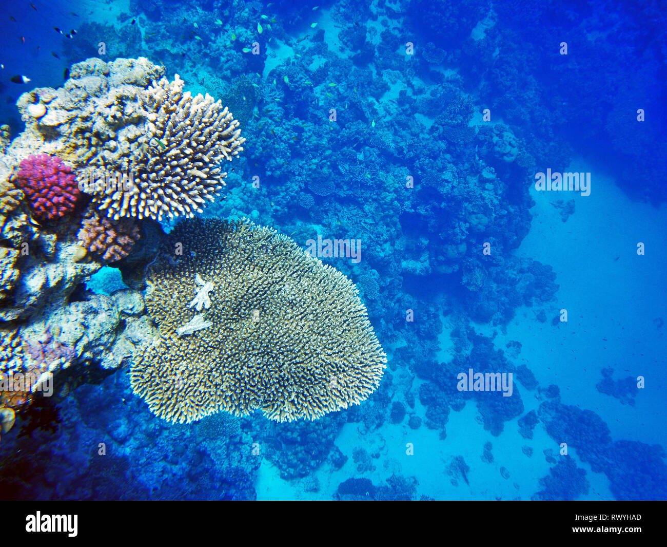 A coral reef with small fishes Stock Photo - Alamy